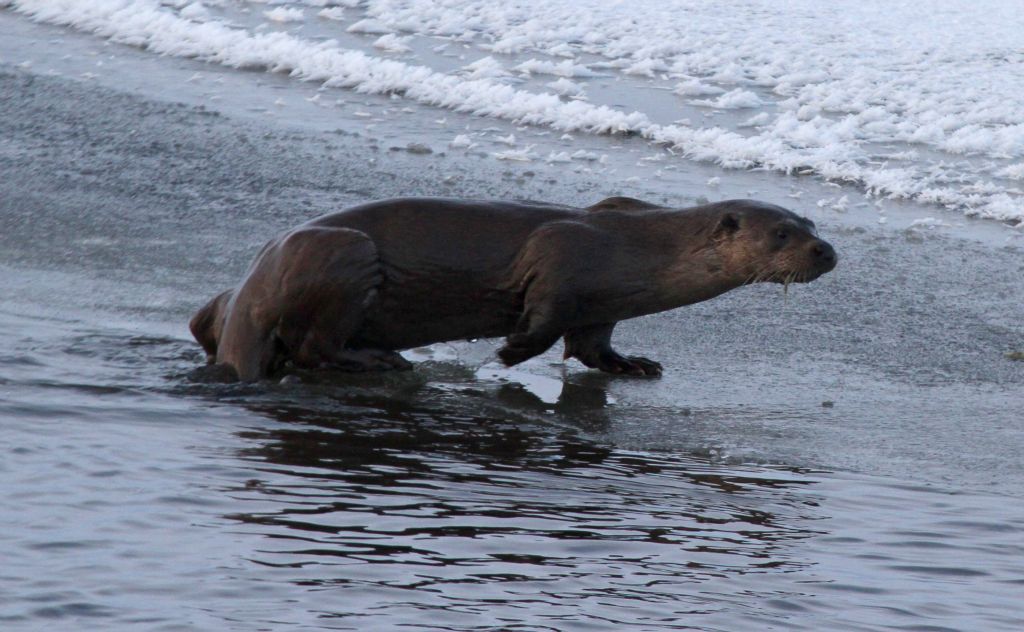 Odder | Naturfoto og Rejsebilleder - Grafik Billeder Hjemmesider CMS ...
