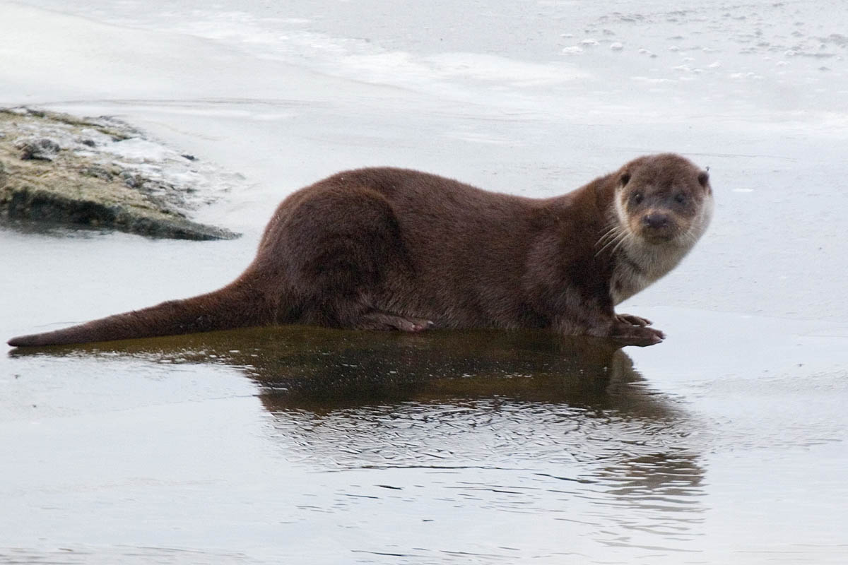Odder | Naturfoto og Rejsebilleder - Grafik Billeder Hjemmesider CMS ...