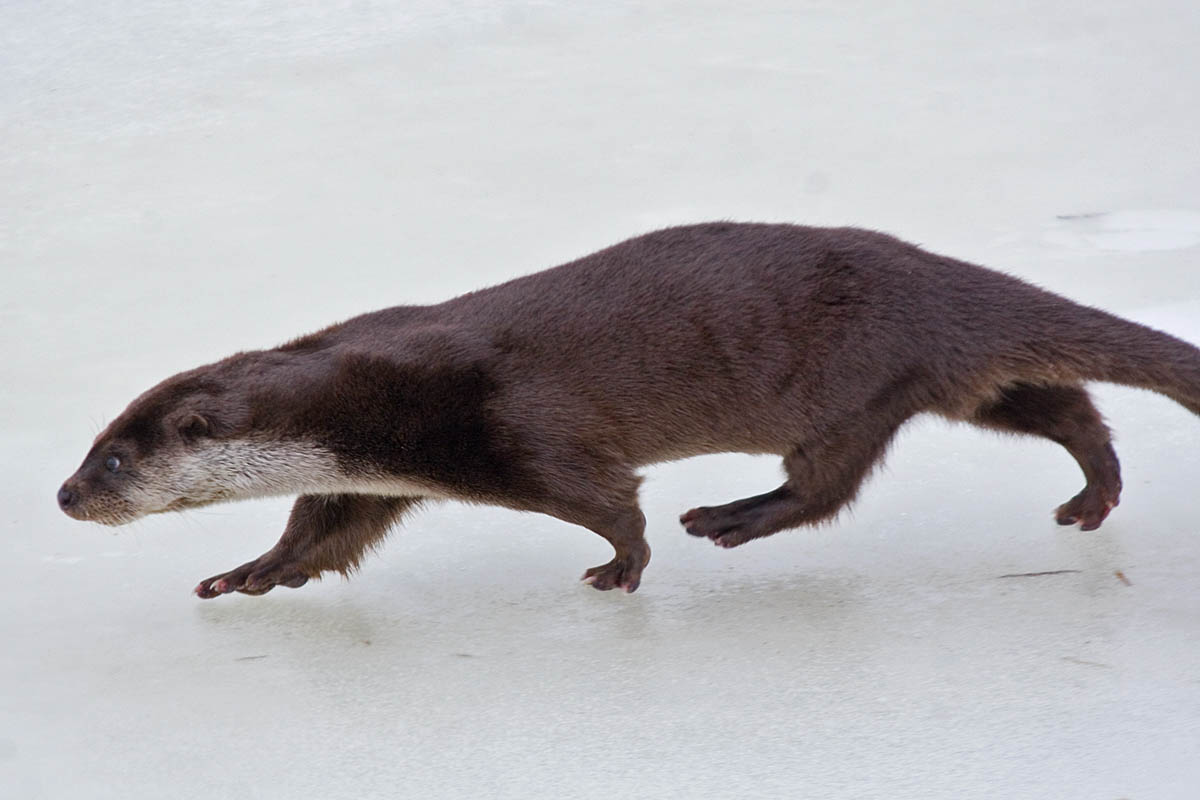 Odder | Naturfoto og Rejsebilleder - Grafik Billeder Hjemmesider CMS ...