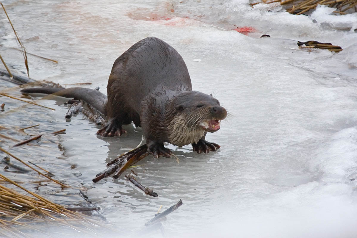 Odder | Naturfoto og Rejsebilleder - Grafik Billeder Hjemmesider CMS ...