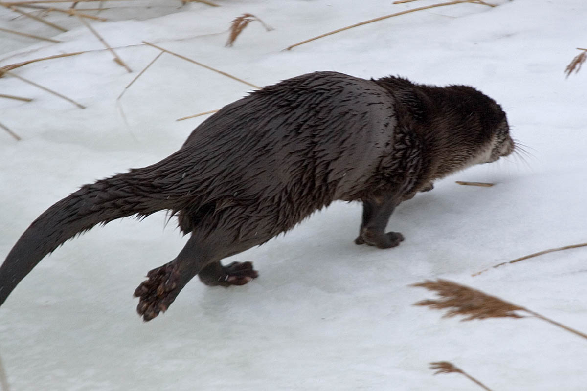 Odder | Naturfoto og Rejsebilleder - Grafik Billeder Hjemmesider CMS ...